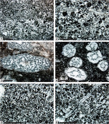 Middle Devonian parathuramminid and earlandiid foraminifers from ...