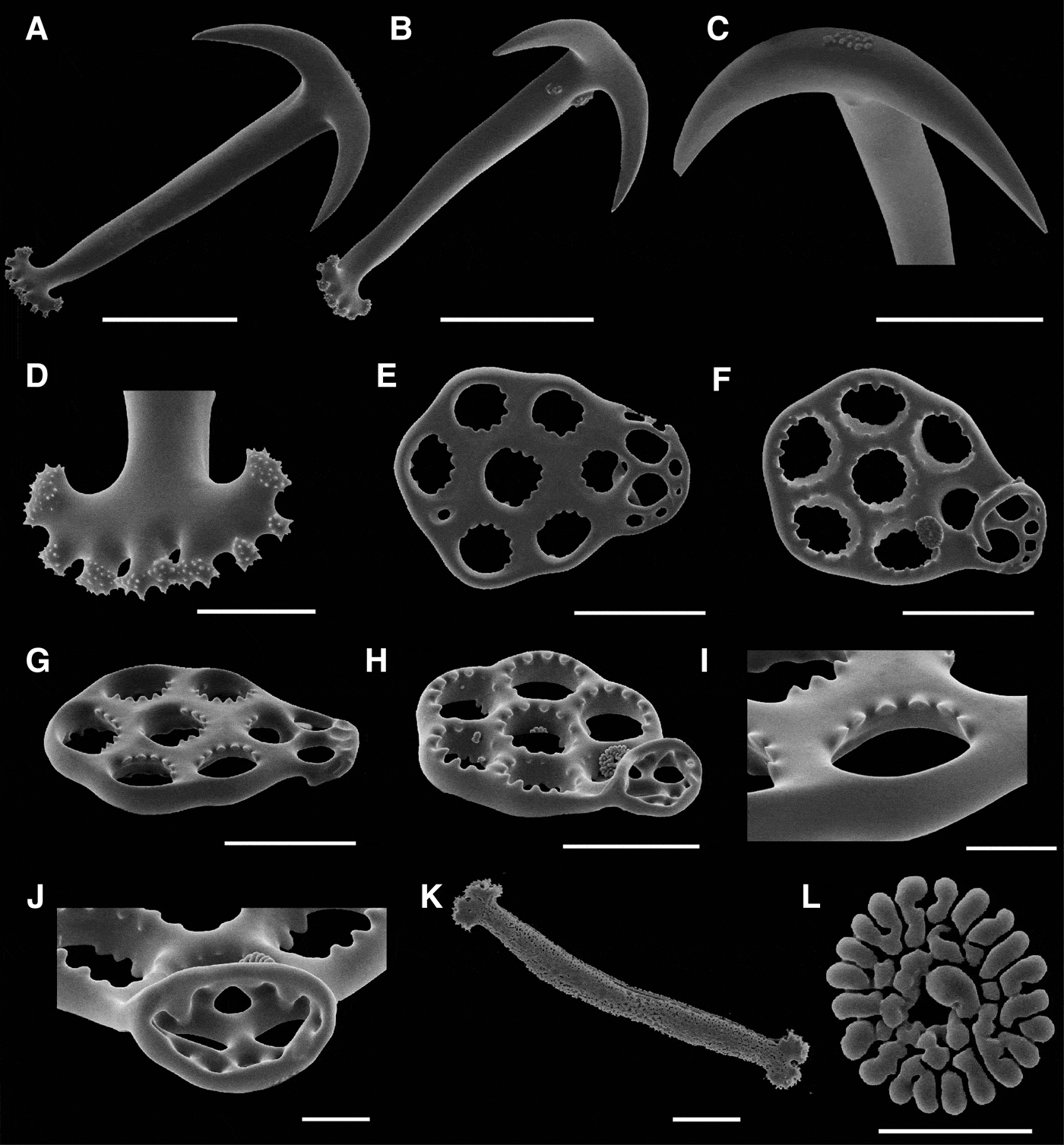 Echinoidea and Holothuroidea (Echinodermata) of the Trindade and Martin ...