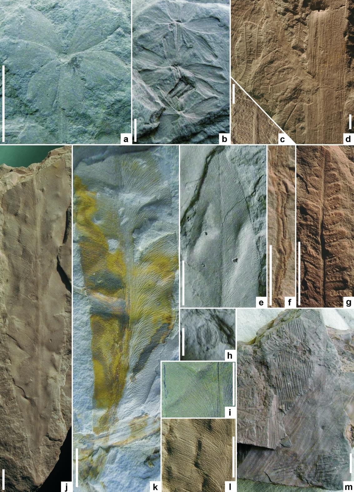 The first record of the Permian Glossopteris flora from Sri Lanka ...