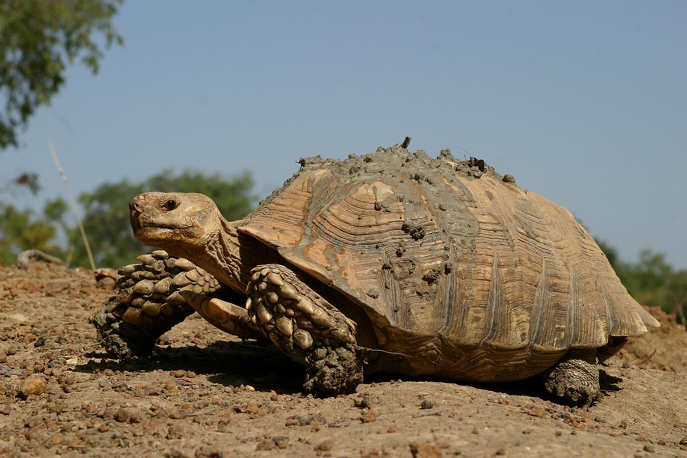 Exploring the main threats to the threatened African spurred tortoise ...