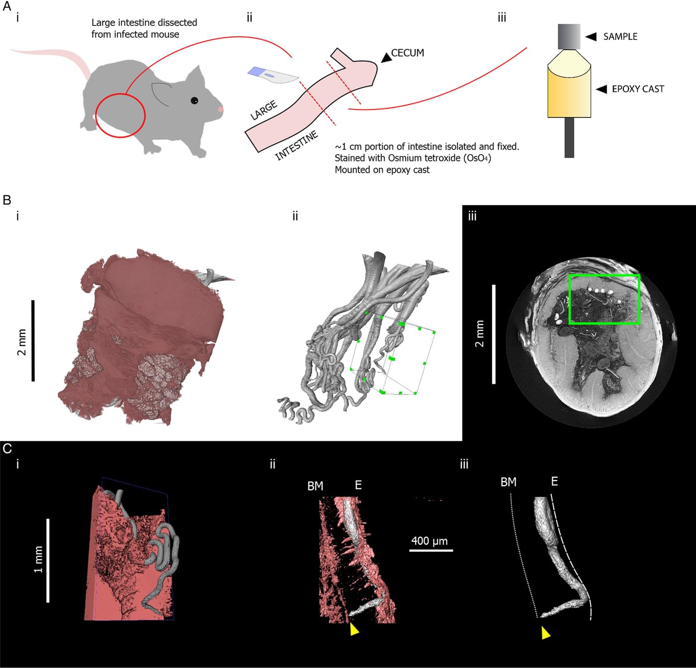 X-ray micro-computed tomography (μCT): an emerging opportunity in ...
