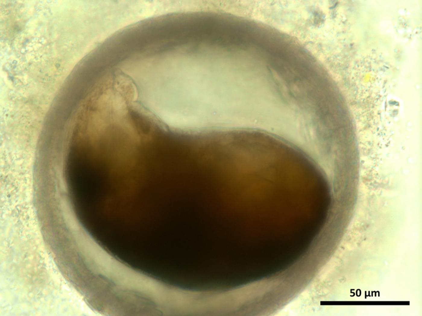 Optimized conditions for the in vitro excystment of Calicophoron ...