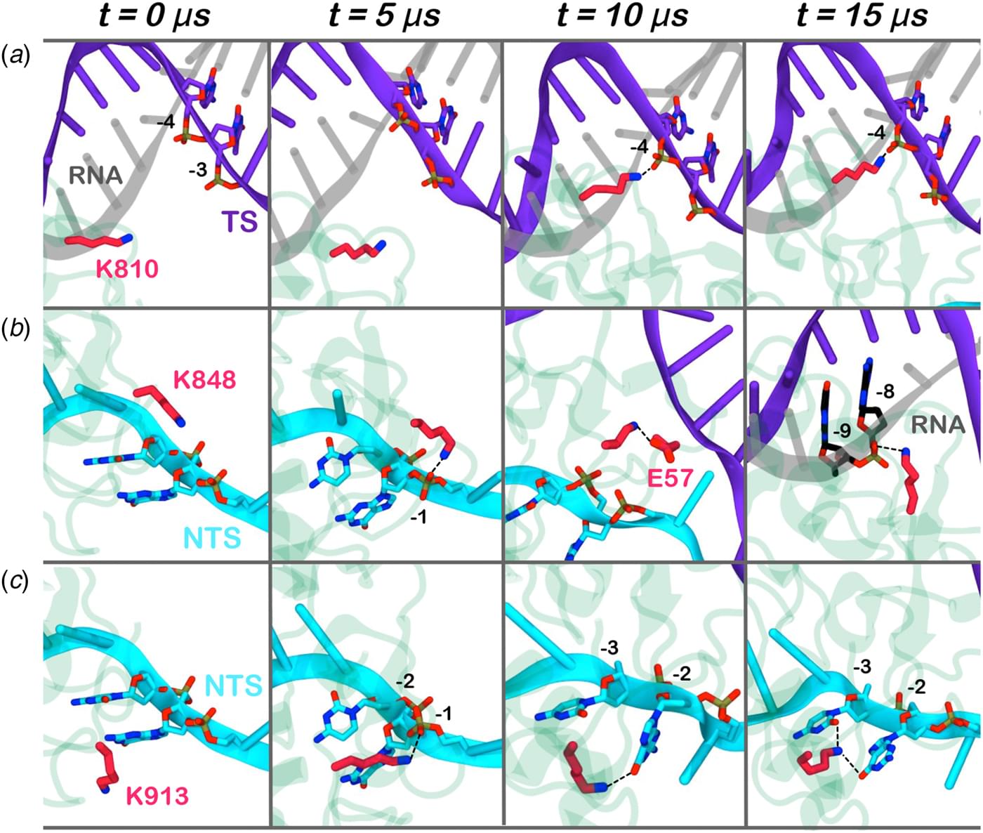 Key role of the REC lobe during CRISPR–Cas9 activation by ‘sensing ...