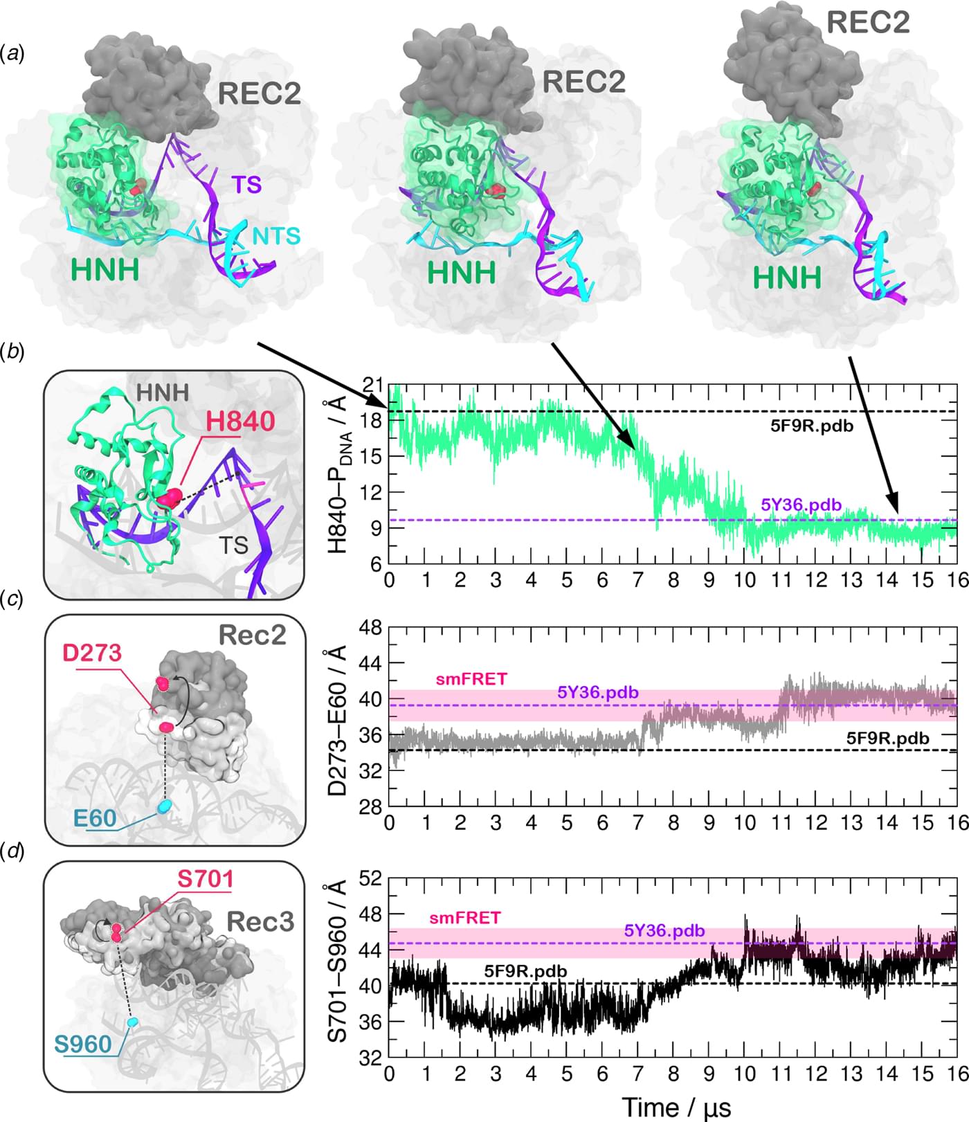 Key role of the REC lobe during CRISPR–Cas9 activation by ‘sensing ...