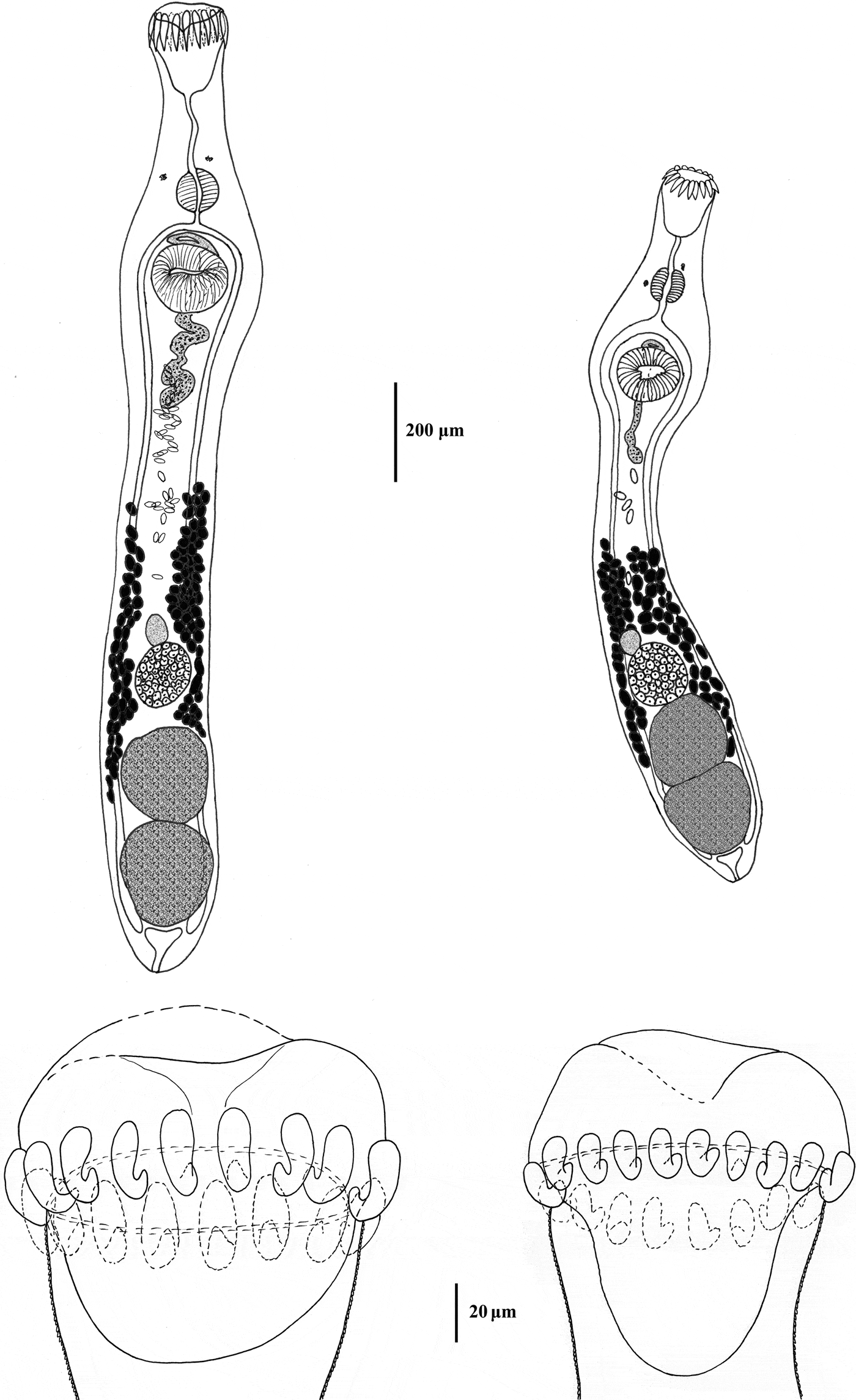 The taxonomic and phylogenetic status of digeneans from the genus ...