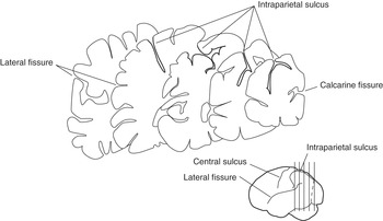 Intraparietal Sulcus Location