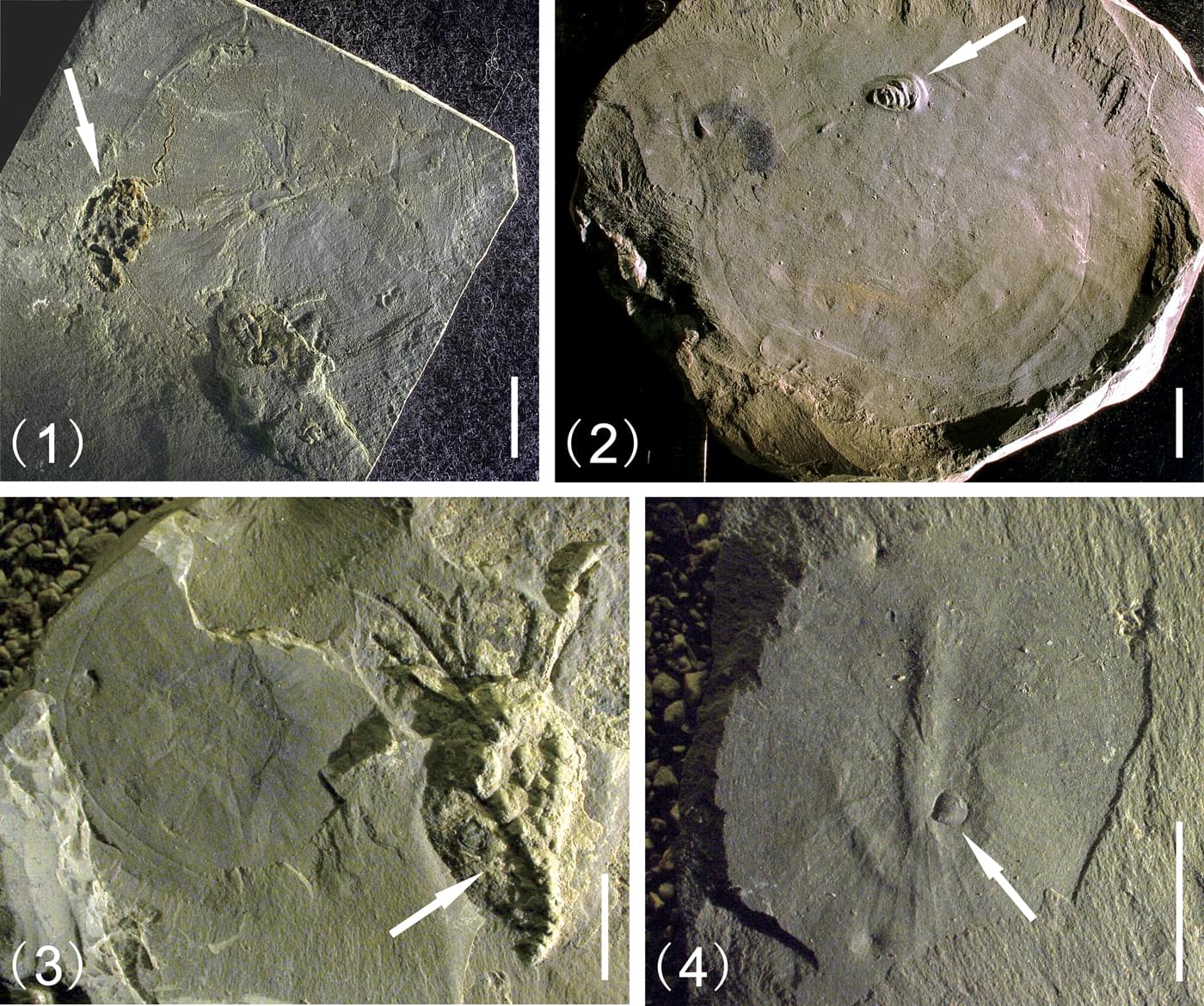 Paleoecological Significance of Complex Fossil Associations of the ...