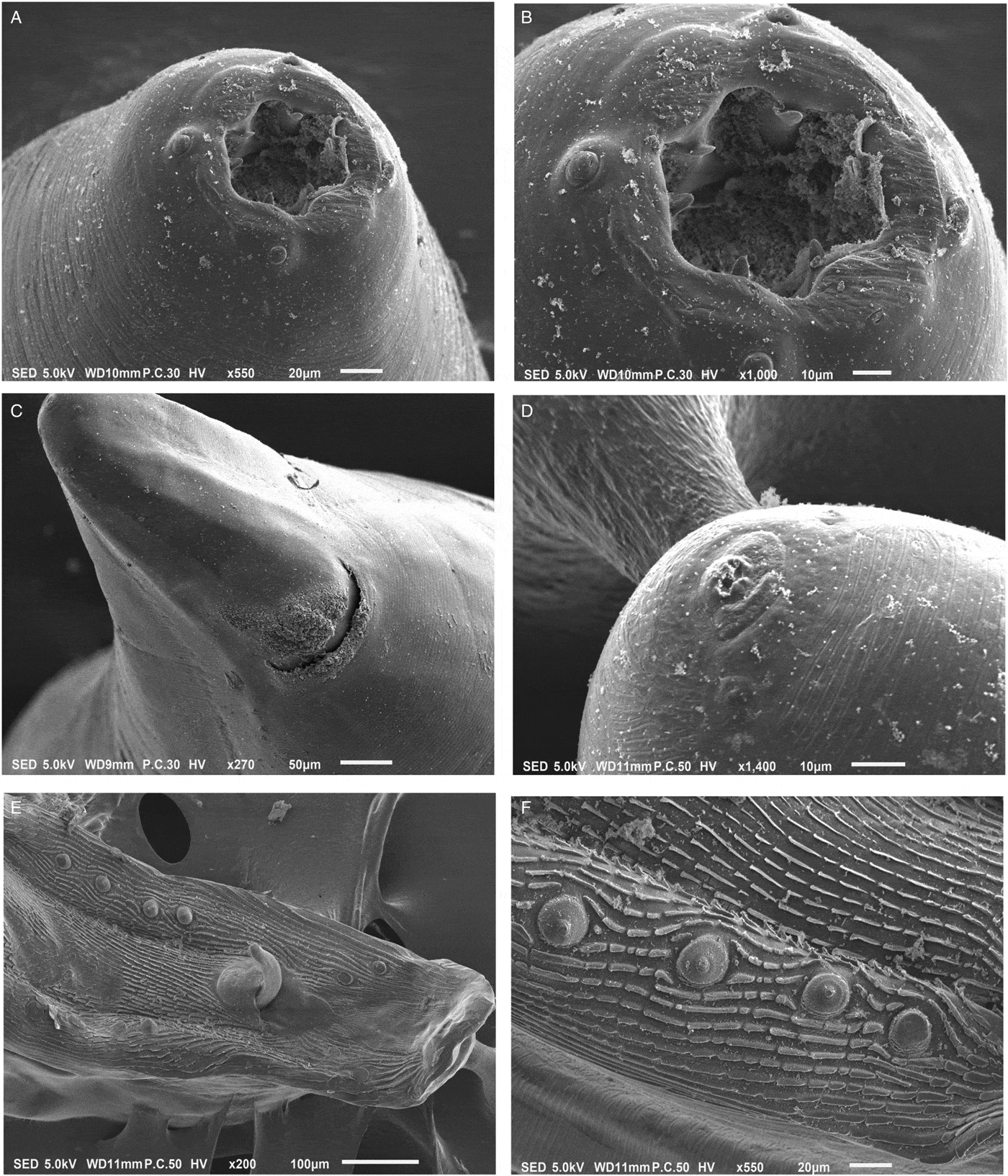 Spirocerca vulpis sp. nov. (Spiruridae: Spirocercidae): description of ...