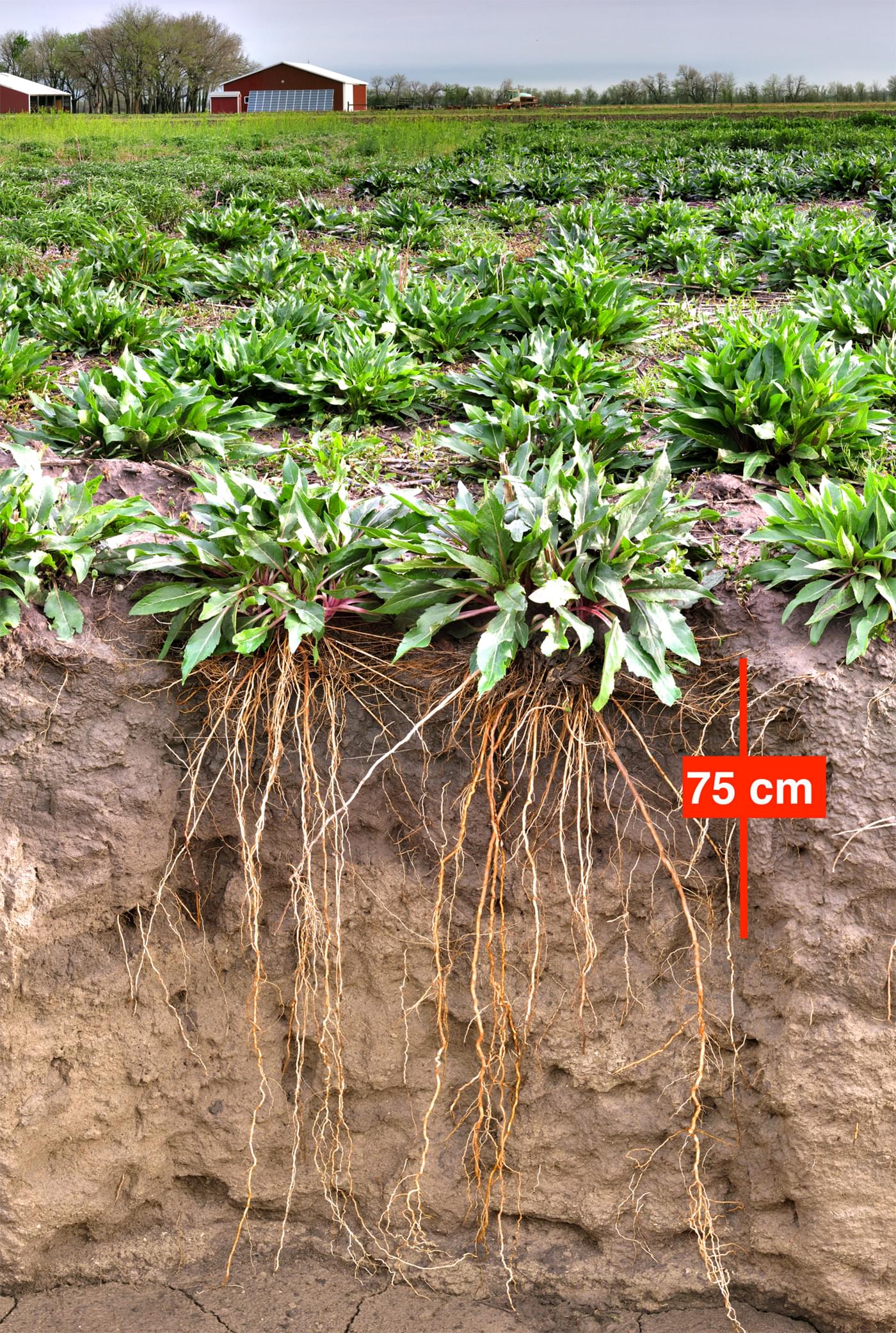 Is the future of agriculture perennial? Imperatives and opportunities ...