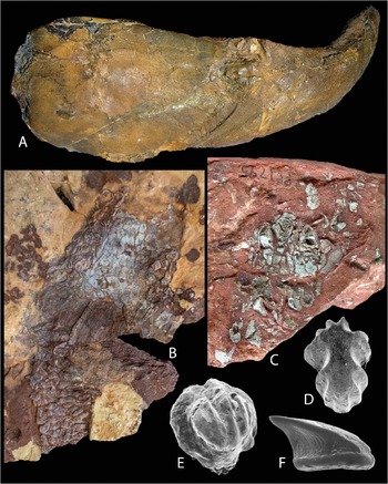 Astraspis