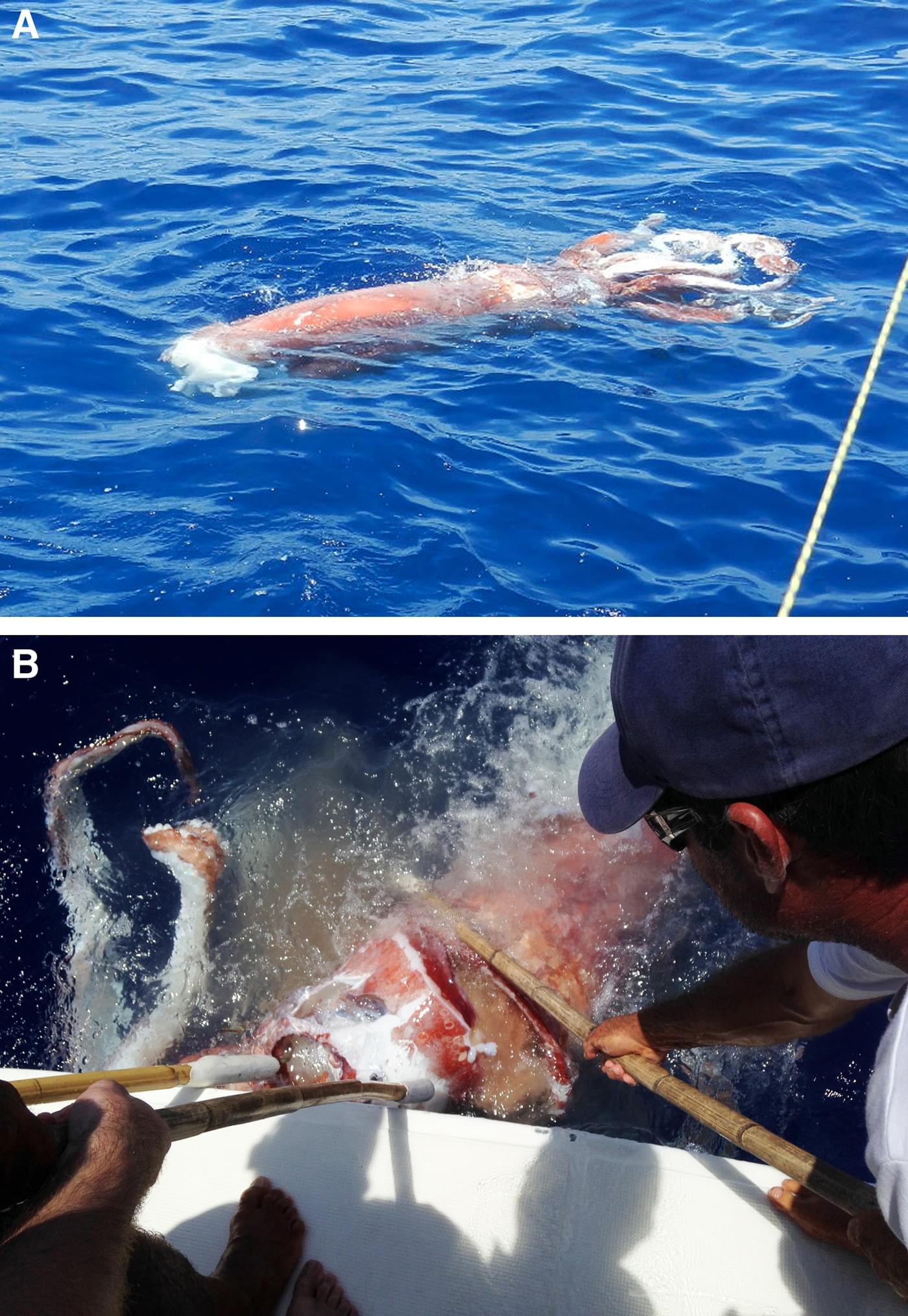 A giant squid (Architeuthis dux) off Reunion Island, western Indian ...
