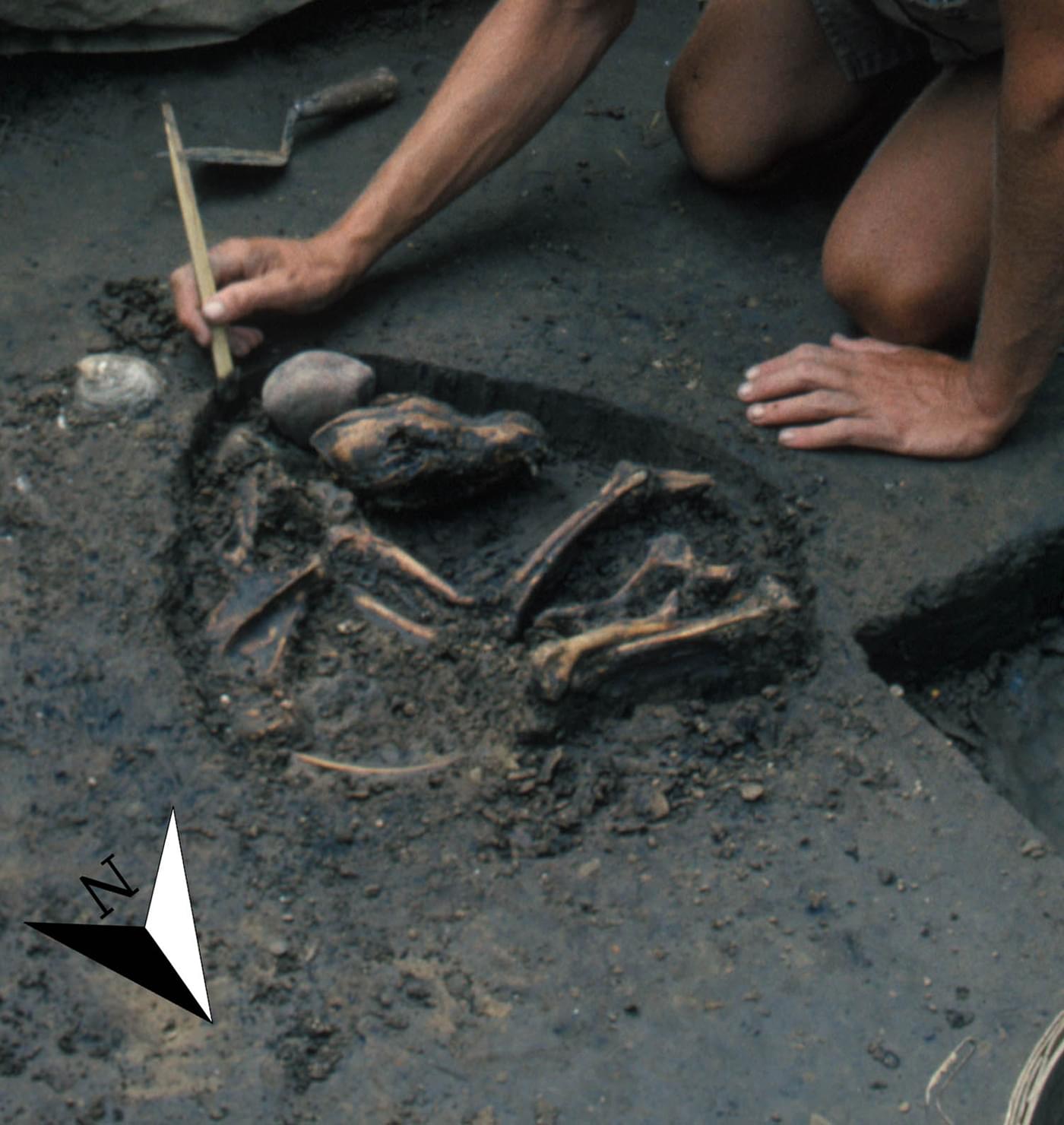 NEW EVIDENCE OF THE EARLIEST DOMESTIC DOGS IN THE AMERICAS | American ...