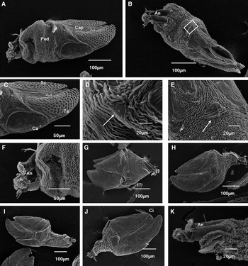 Metamorphosis of the Pedunculate Barnacle Capitulum mitella Linnaeus ...