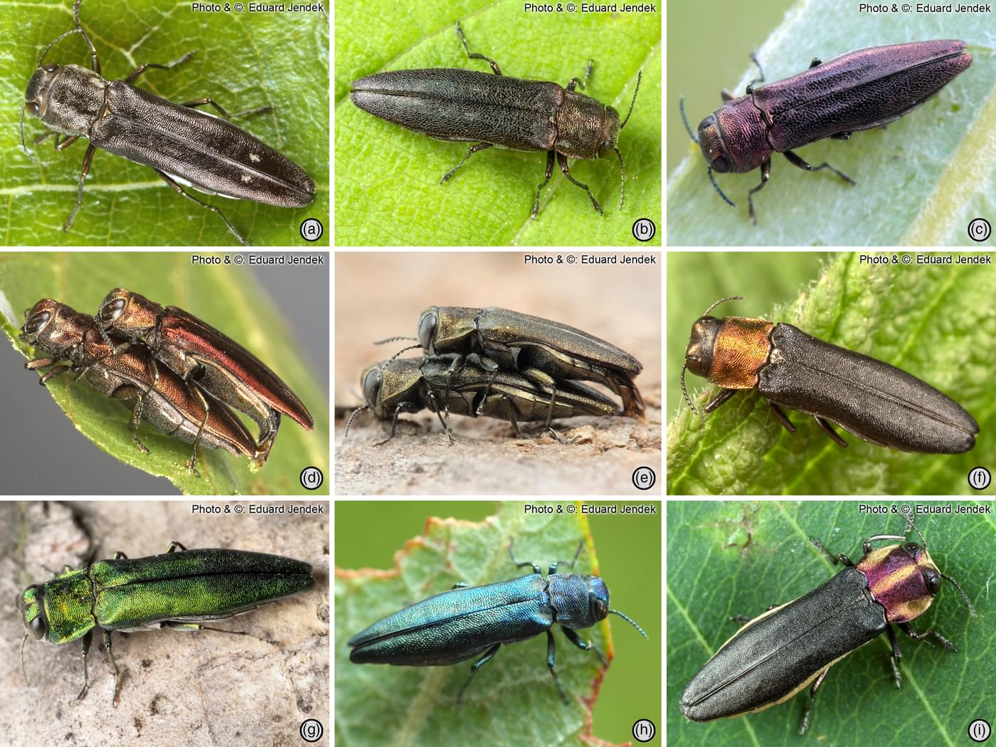 First molecular phylogeny of Agrilus (Coleoptera: Buprestidae), the ...