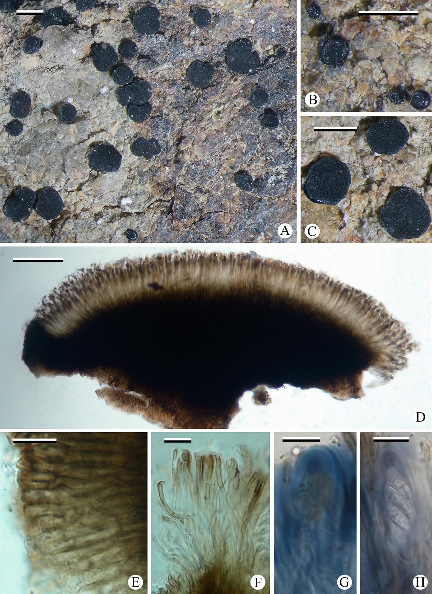 Lecidea phaeophysata: a new saxicolous lichen species from western and ...