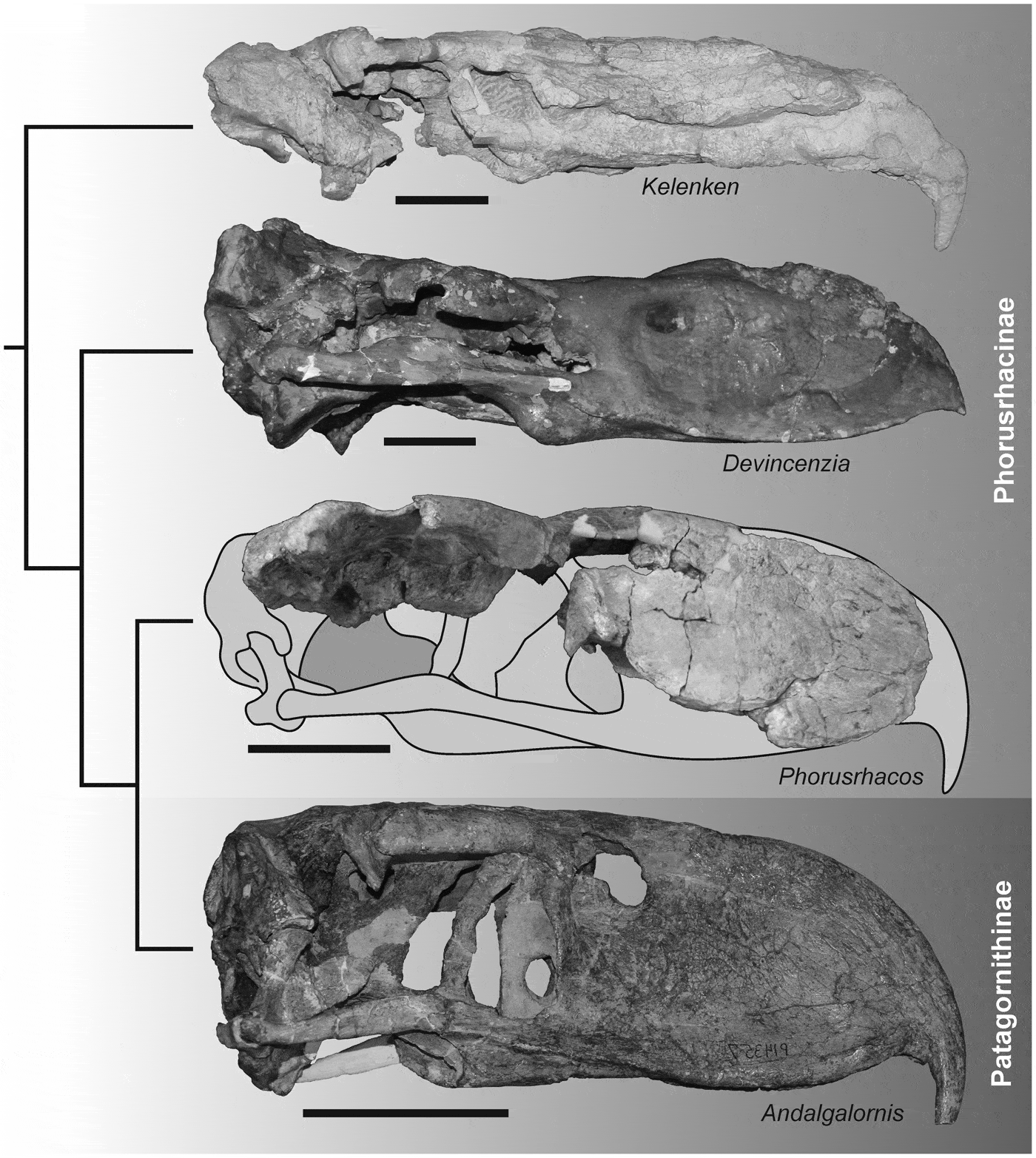 New skull remains of Phorusrhacos longissimus (Aves, Cariamiformes ...