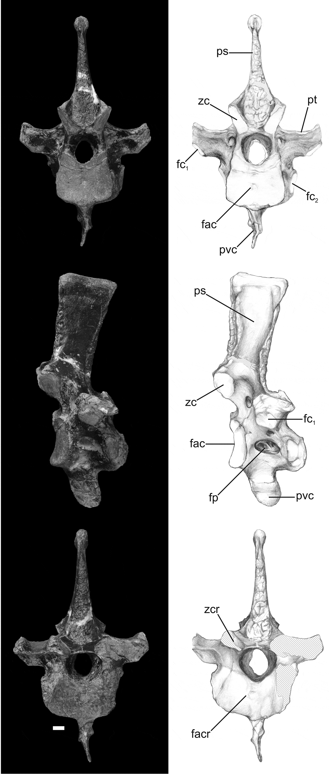 New skull remains of Phorusrhacos longissimus (Aves, Cariamiformes ...