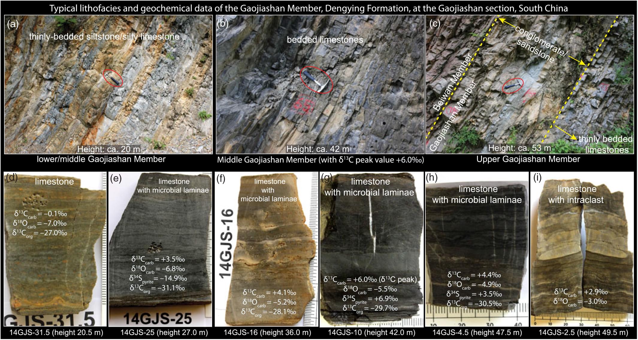 Sedimentology and chemostratigraphy of the terminal Ediacaran Dengying ...
