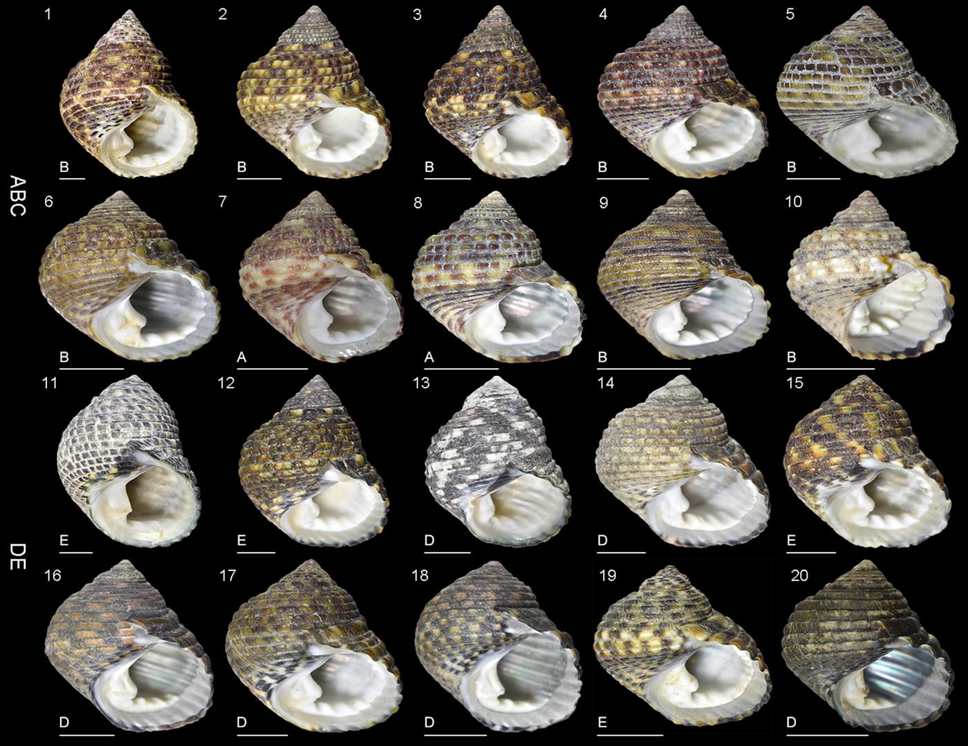 Shell variations in the gastropod, Monodonta labio, in the North ...