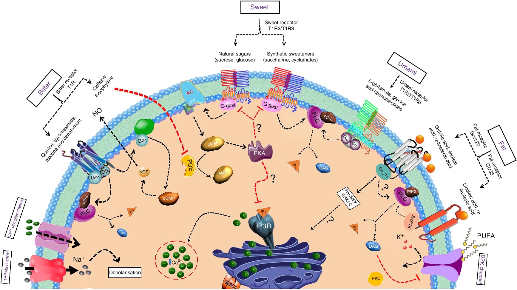 Insights on modulators in perception of taste modalities: a review ...