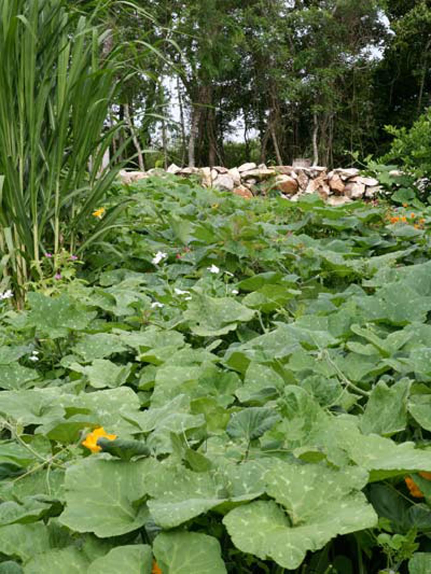 FAMINE FOODS AND FOOD SECURITY IN THE NORTHERN MAYA LOWLANDS: MODERN ...