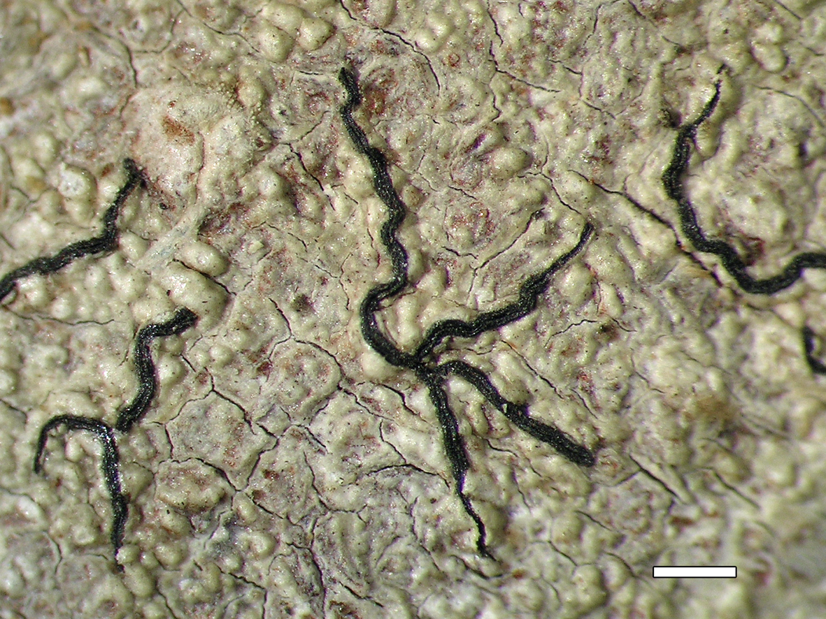 Graphis and Allographa (lichenized Ascomycota: Graphidaceae) in Sri ...