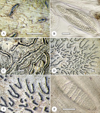 Graphis and Allographa (lichenized Ascomycota: Graphidaceae) in Sri ...