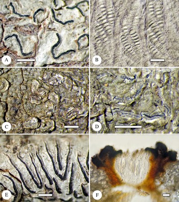 Graphis and Allographa (lichenized Ascomycota: Graphidaceae) in Sri ...