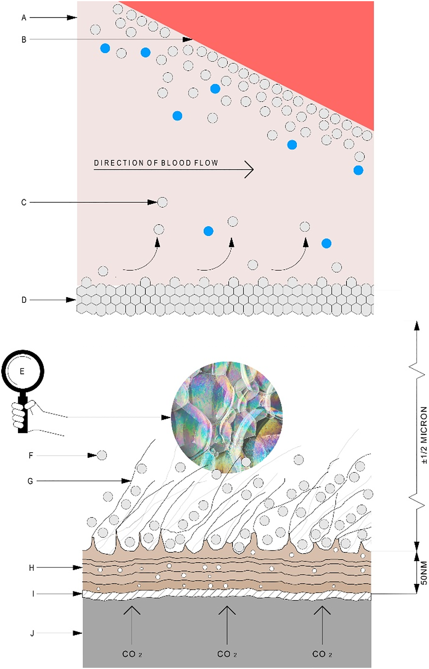 Structure and function of the endothelial surface layer: unraveling the ...