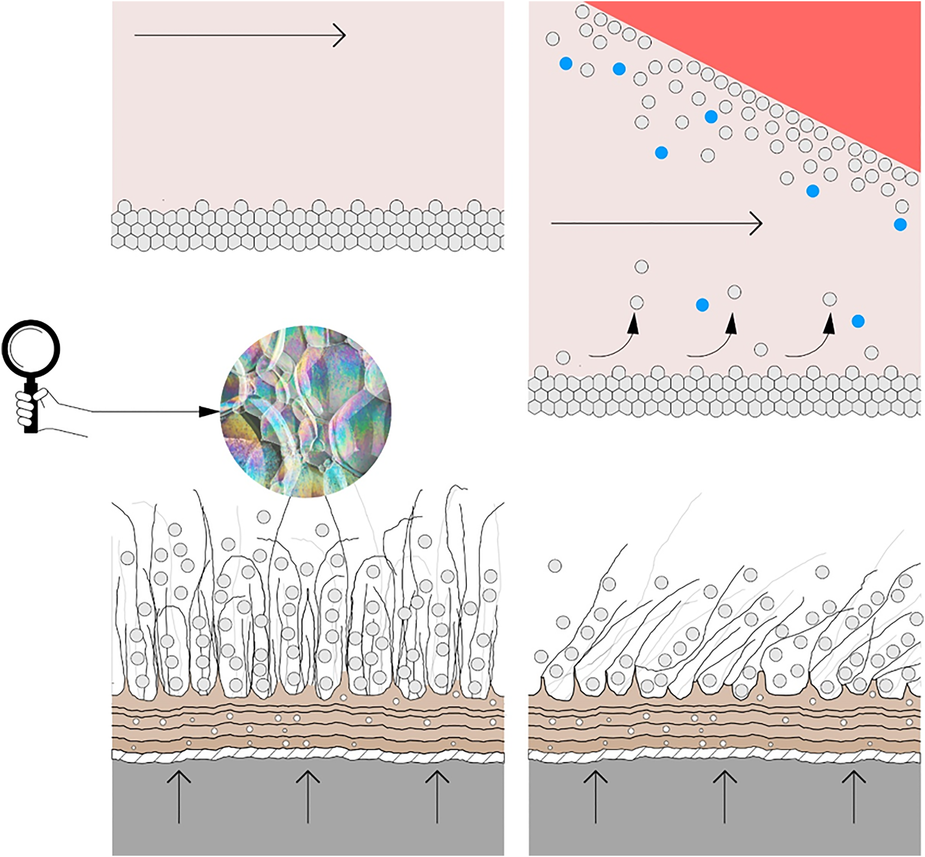 Structure and function of the endothelial surface layer: unraveling the ...