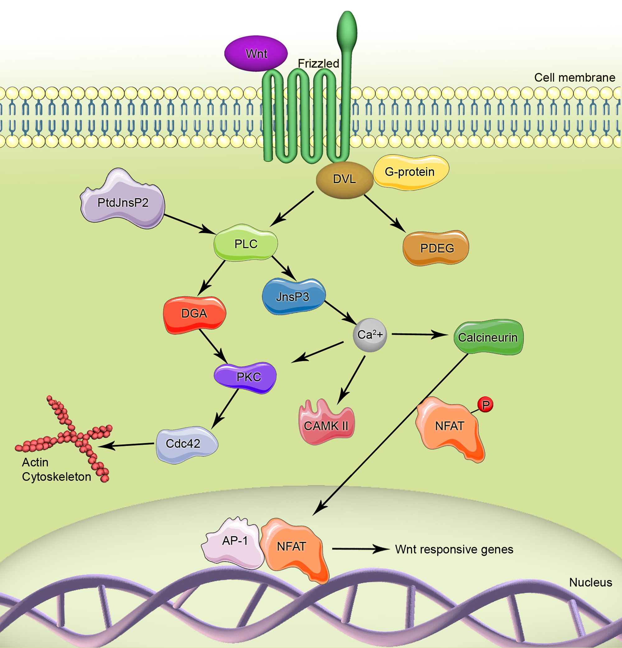 Role of the Wnt signalling pathway in the development of endothelial ...