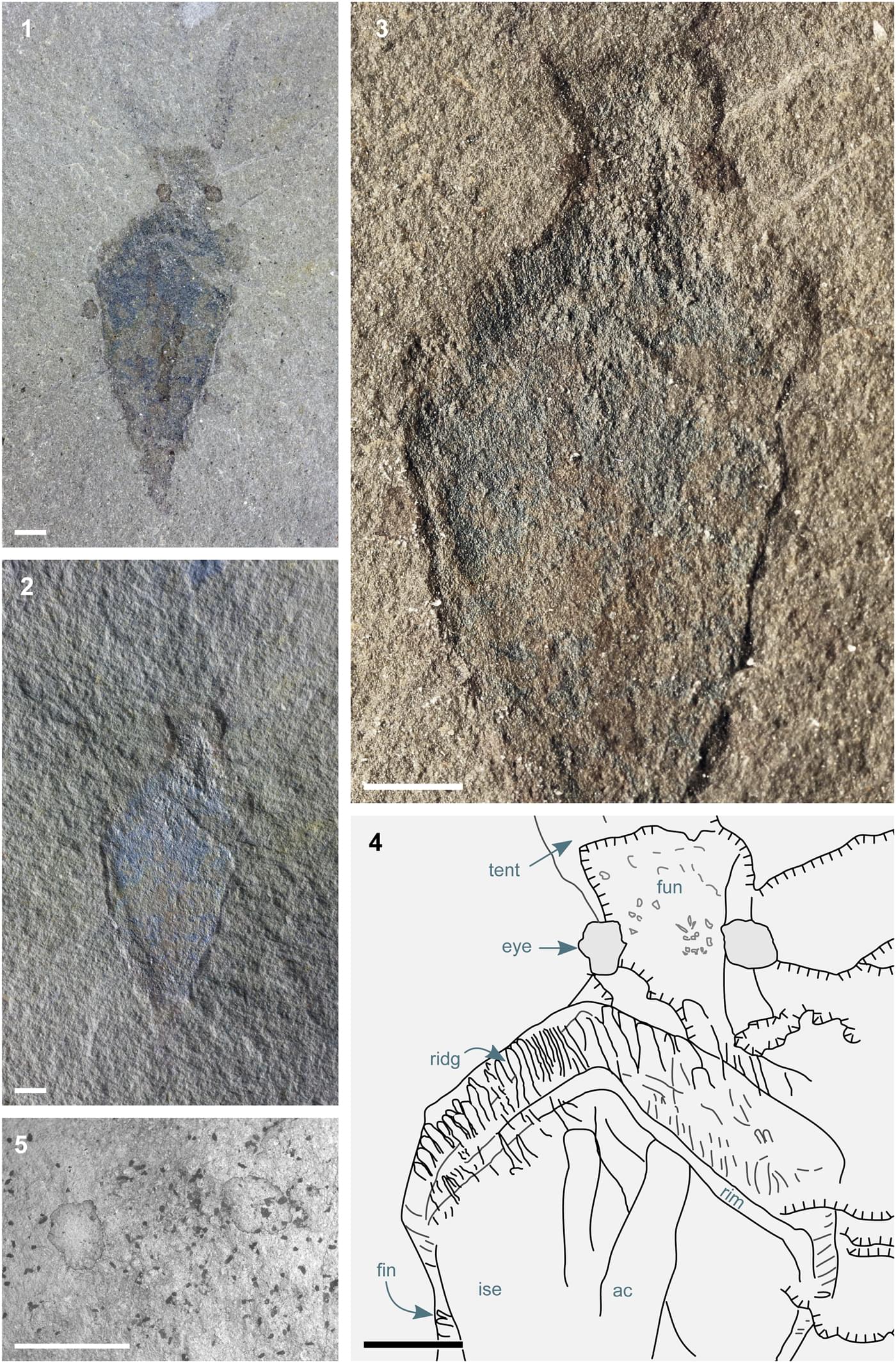 An Ordovician nectocaridid hints at an endocochleate origin of ...