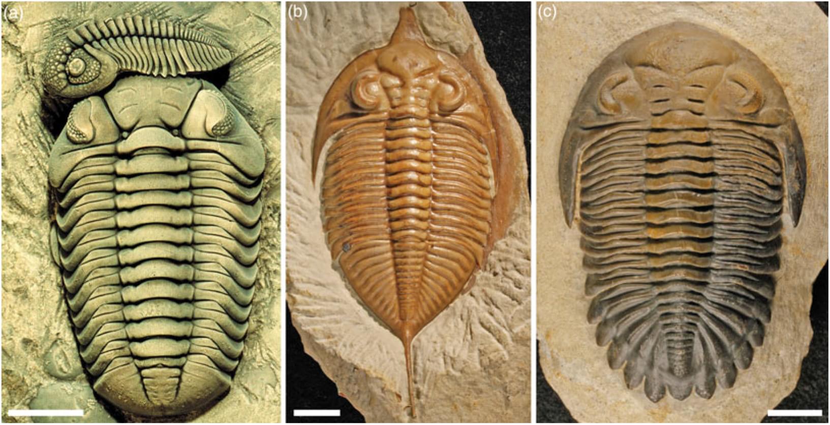 The trouble with trilobites: classification, phylogeny and the ...