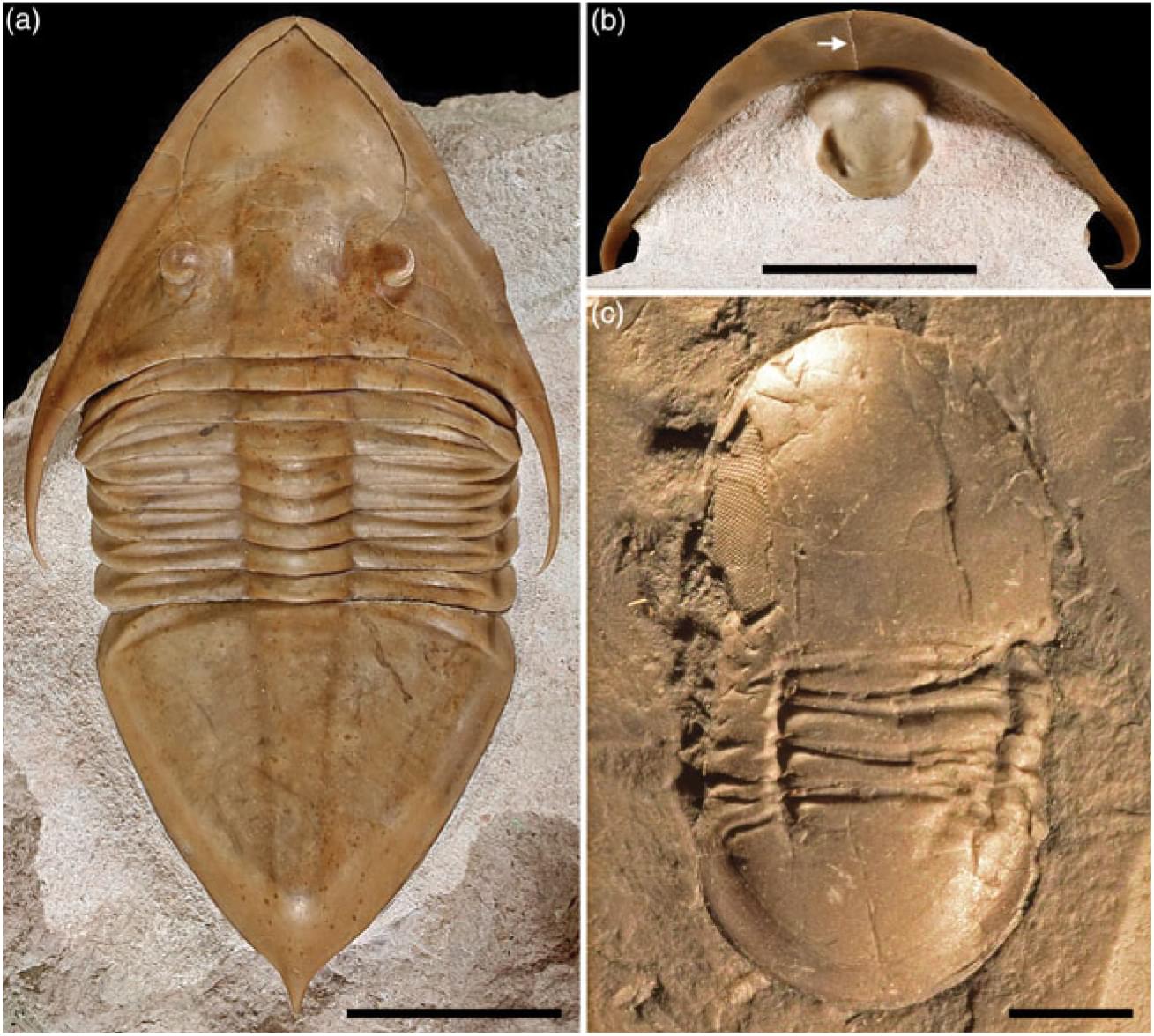 The trouble with trilobites: classification, phylogeny and the ...