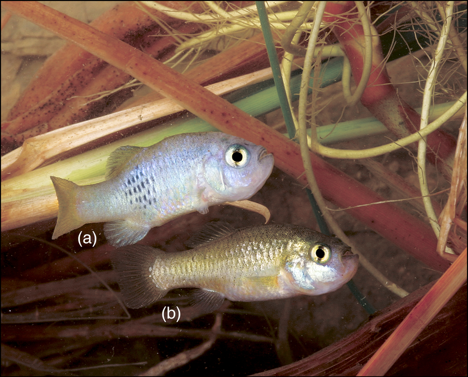 The extinction of the Catarina pupfish Megupsilon aporus and the ...