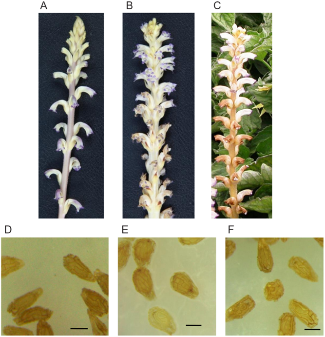 A new race of sunflower broomrape (Orobanche cumana) with a wider host ...