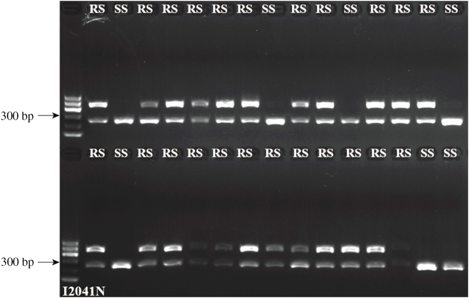Confirmation and characterization of cyhalofop-butyl–resistant Chinese ...