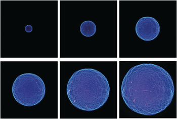 Fundamental Flames (Chapter 1) - A Gallery of Combustion and Fire