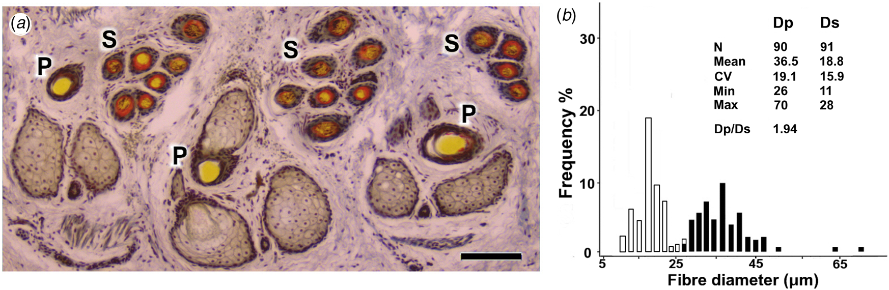 Evolution of the sheep coat: the impact of domestication on its ...