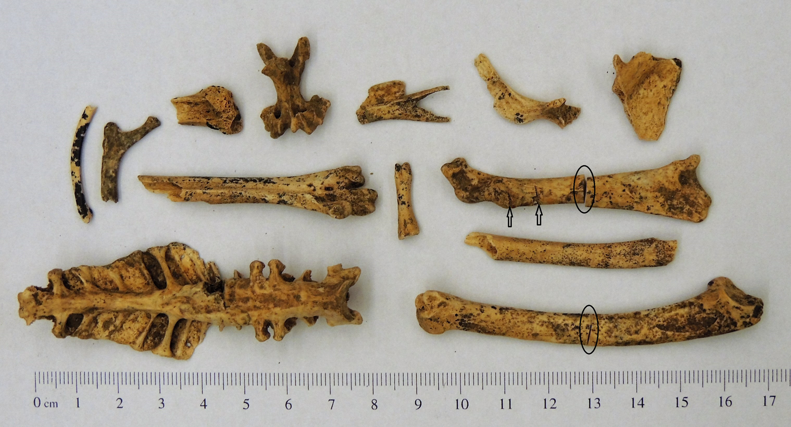 Earliest Utilization of Chicken in Upper California: The Zooarchaeology ...