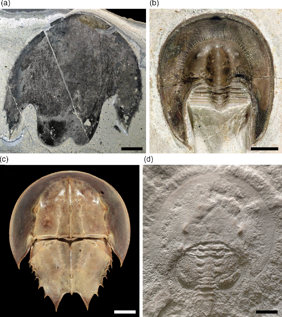 Occurrence of the eudemersal radiodont Cambroraster in the early ...