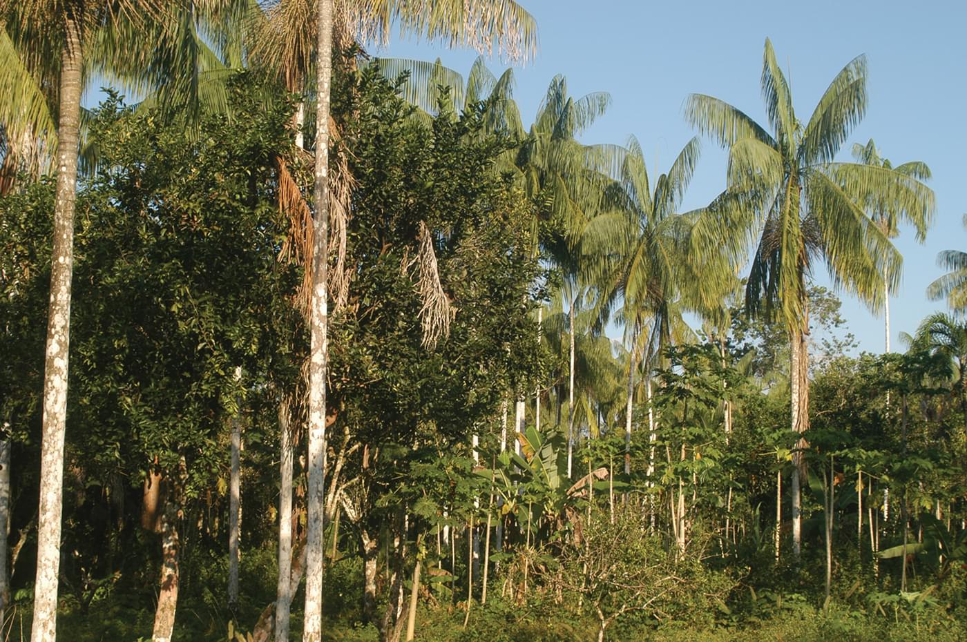 Was there ever a Neolithic in the Neotropics? Plant familiarisation and ...