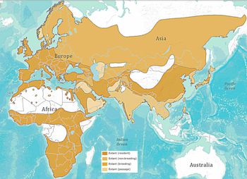 Systematics and Evolution of Kestrels (Chapter 1) - The Kestrel