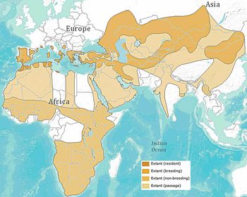 Systematics and Evolution of Kestrels (Chapter 1) - The Kestrel