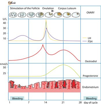 Anatomy and Physiology of the Uterus (Chapter 2) - Diagnostic and ...
