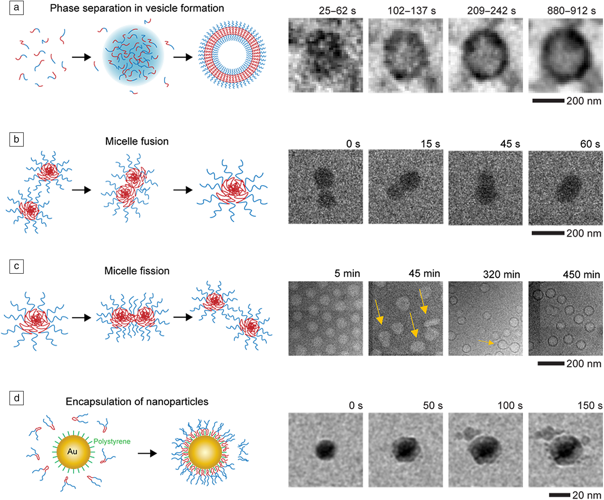 Liquid phase transmission electron microscopy for imaging of nanoscale ...