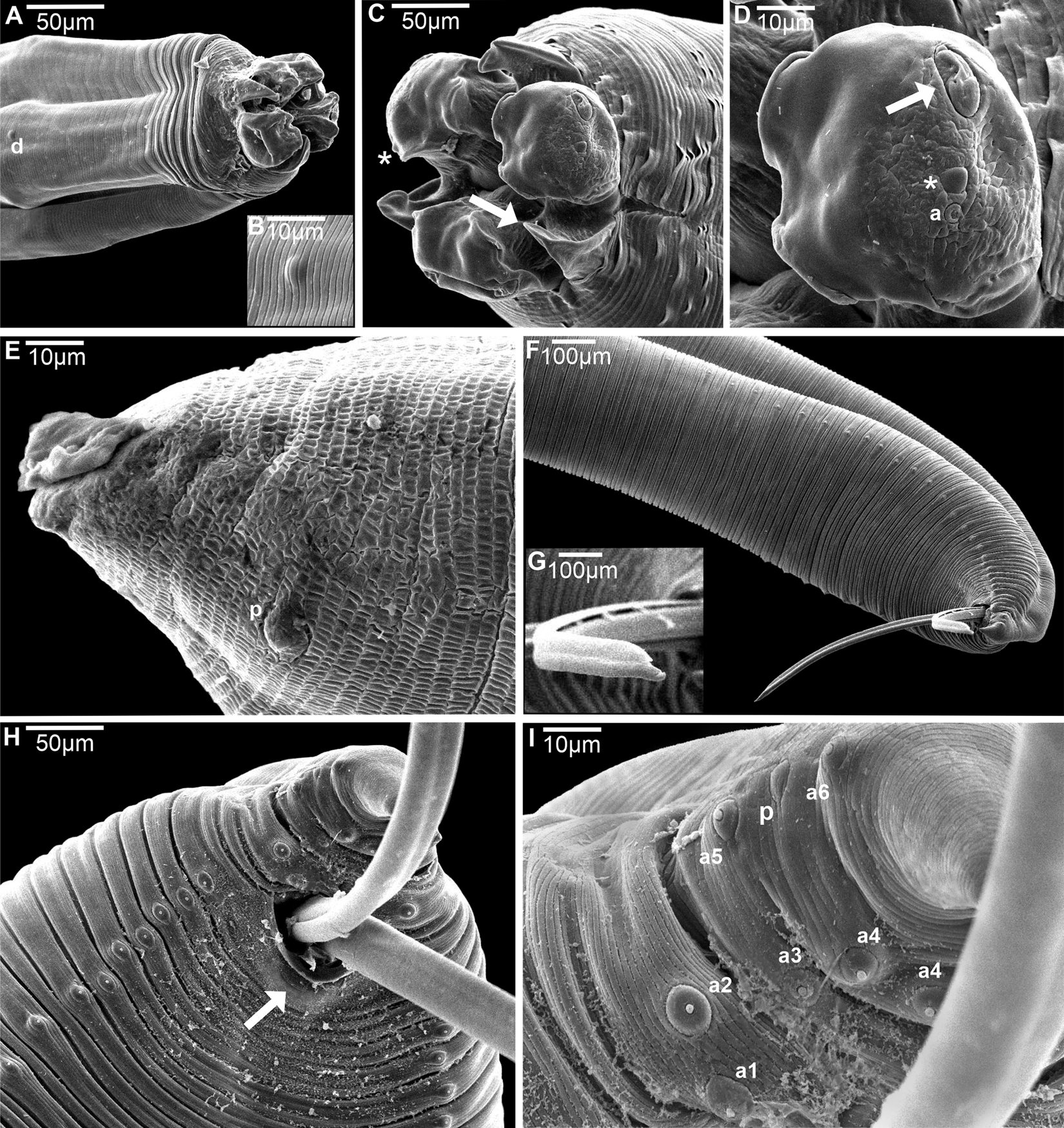 A new species of Contracaecum (Nematoda: Anisakidae) found parasitizing ...
