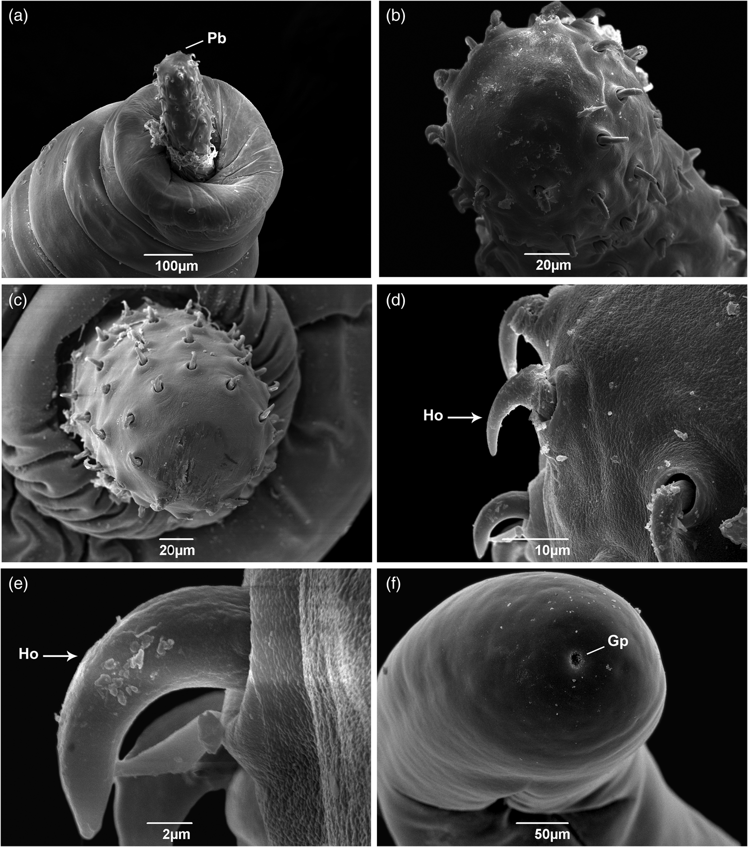 Morphological and genetic description of Moniliformis necromysi sp. n ...