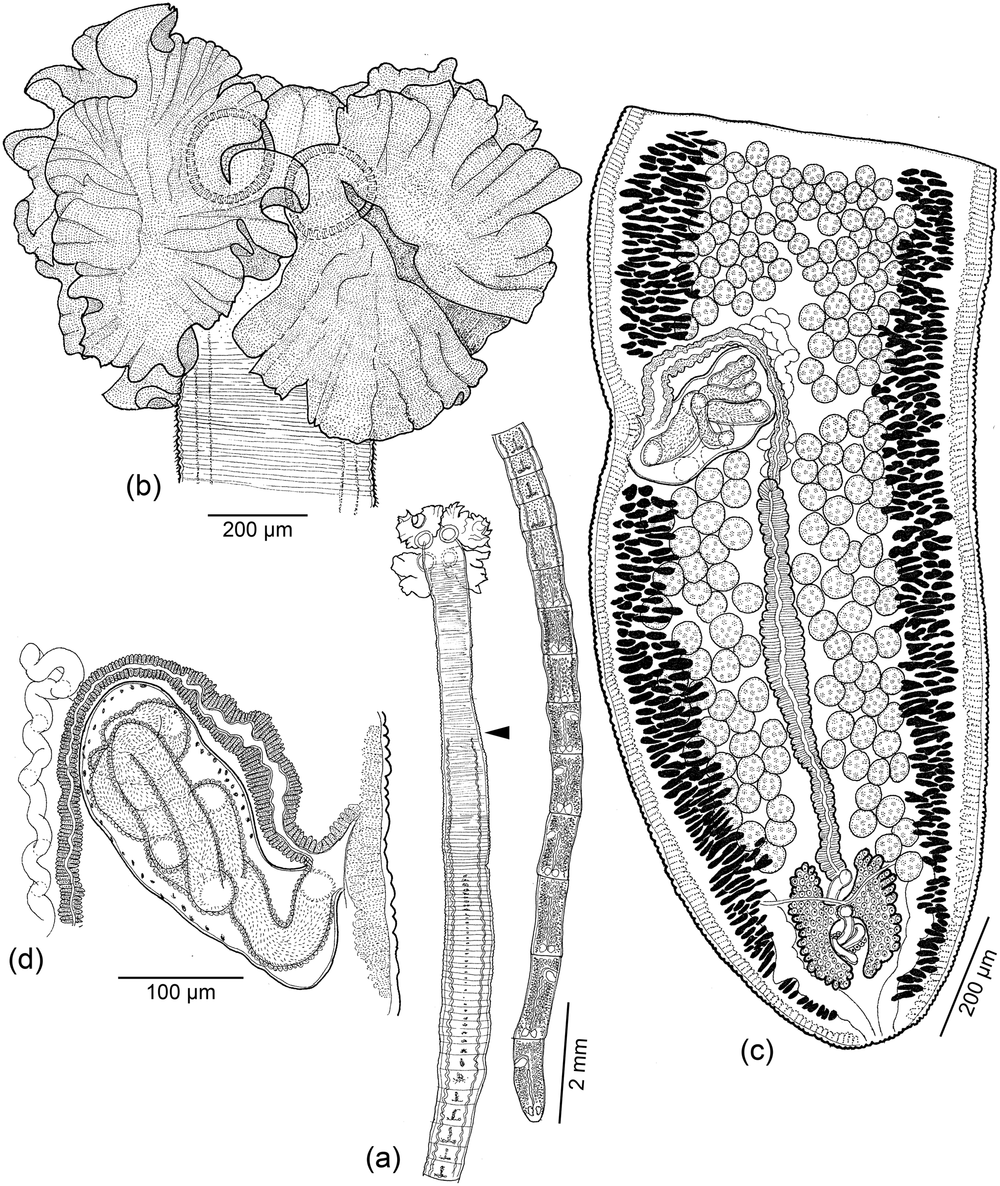Insights from new cestodes of the crocodile shark, Pseudocarcharias ...