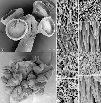 Insights from new cestodes of the crocodile shark, Pseudocarcharias ...